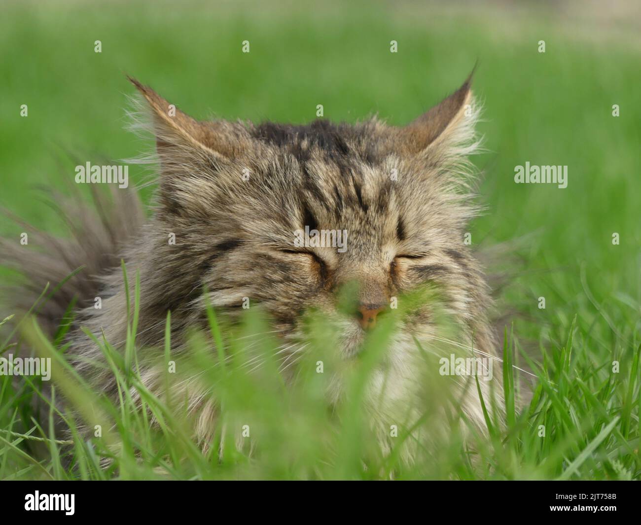 Cat time not lion not tiger hi-res stock photography and images - Alamy
