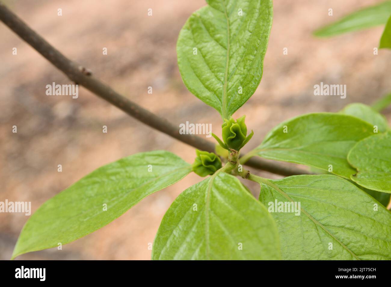 Detail of the formation of the flower buds of the persimmon tree with ...