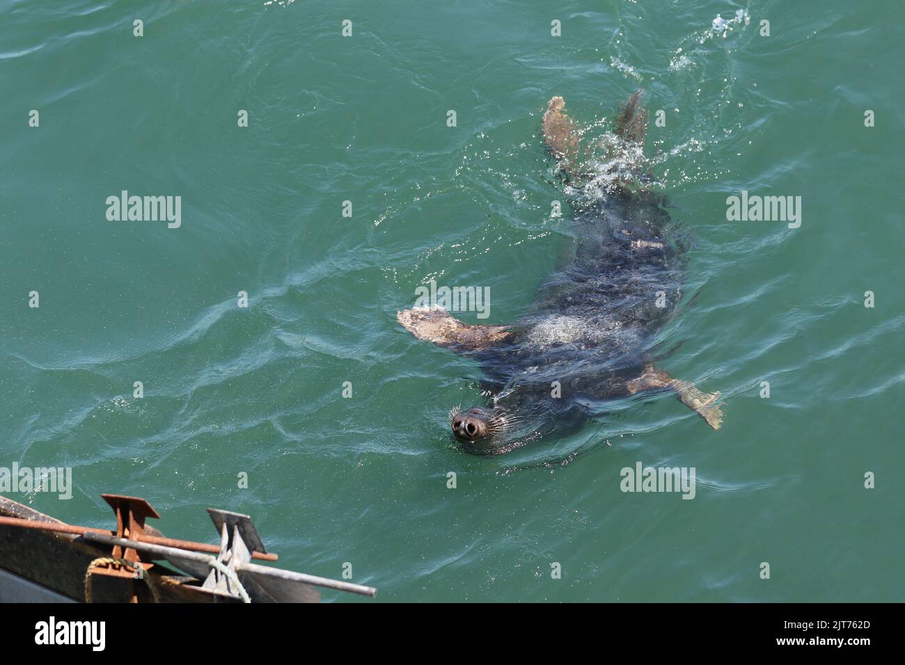 Gray seal cape cod hi-res stock photography and images - Alamy