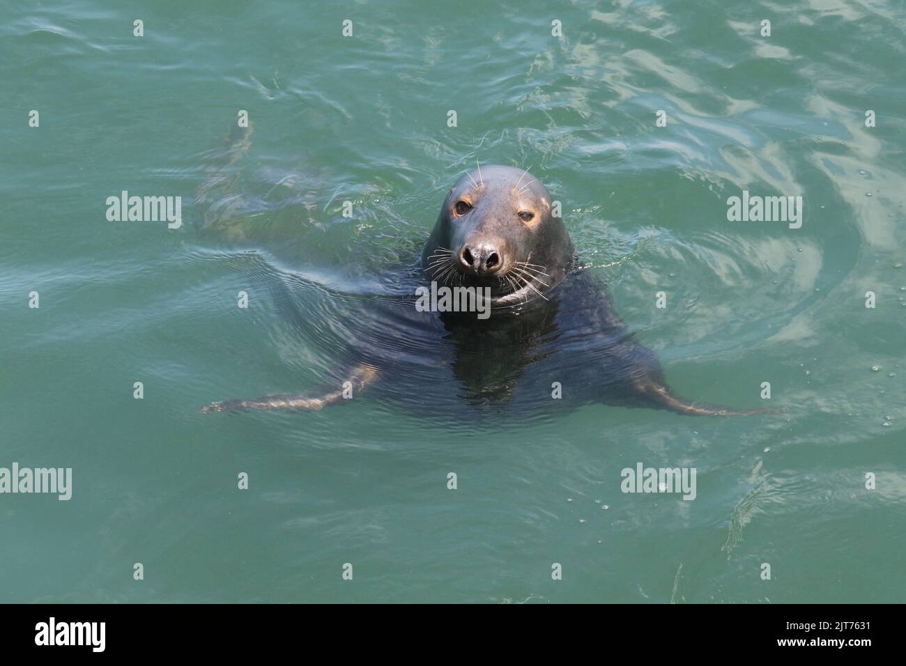 Gray seal swimming in turquoise waters of Chatham Harbor, Cape Cod, MA ...