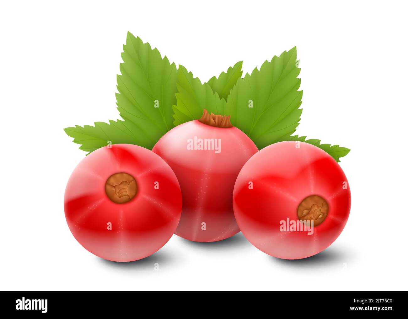 Red currant. Realistic 3d vector illustration of berries and green ...