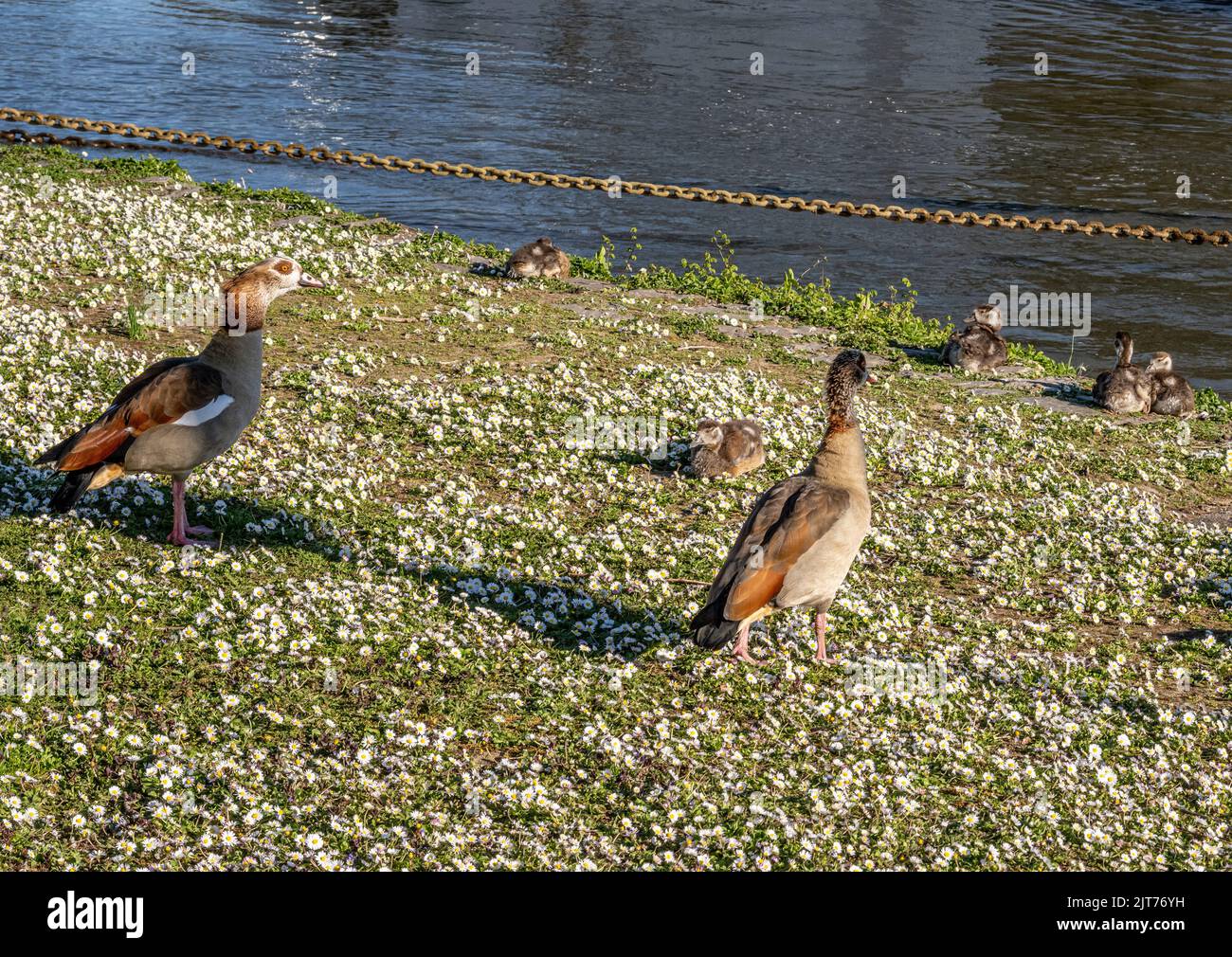 Nile geese hi-res stock photography and images - Alamy