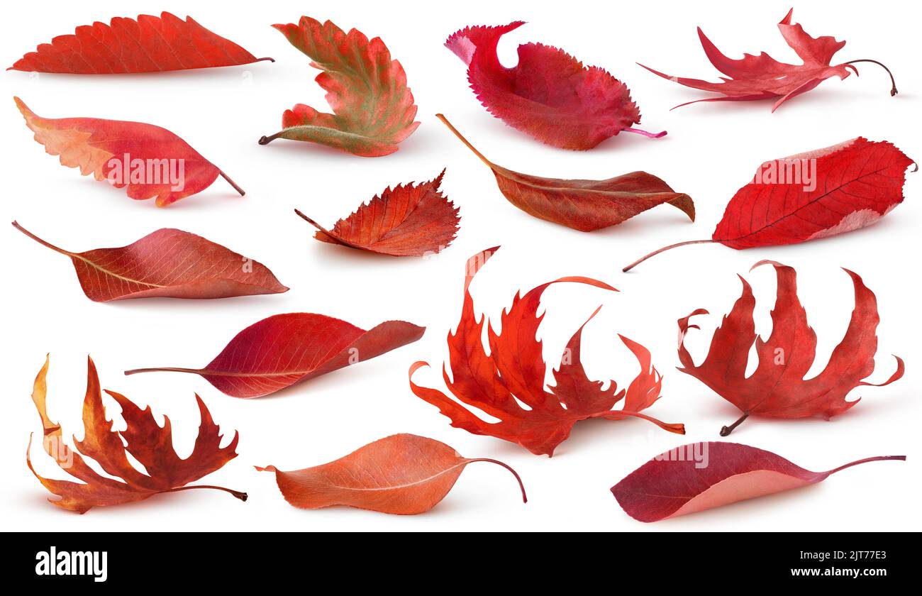 Isolated red autumn leaves. Collection of red and purple tree leaves ...
