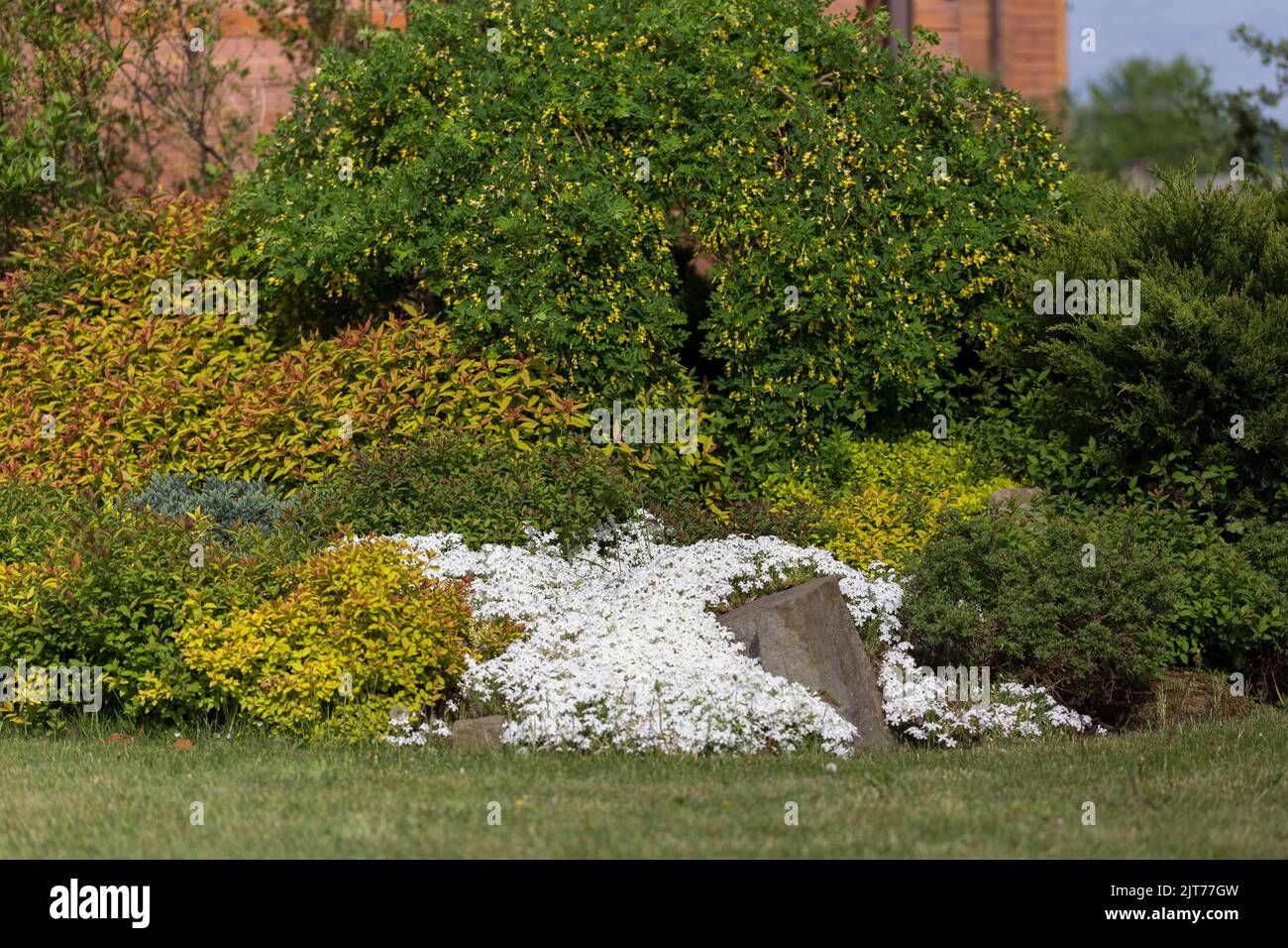 Creeping phlox (Phlox subulata) or moss phlox ground cover blooming ...