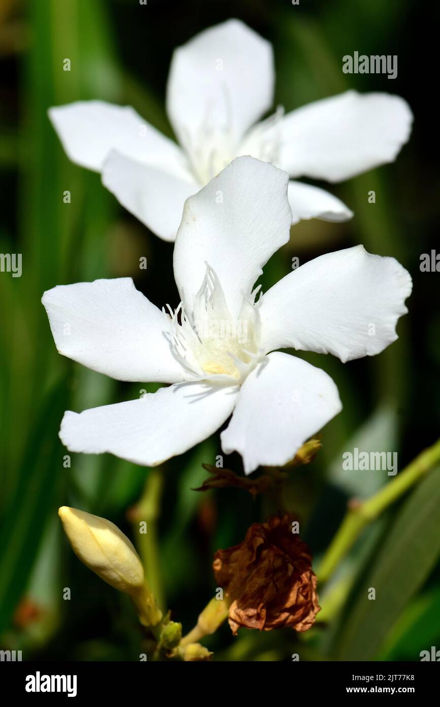 Oleander, Laurier-rose, Nerium oleander, leander, Budapest, Hungary ...