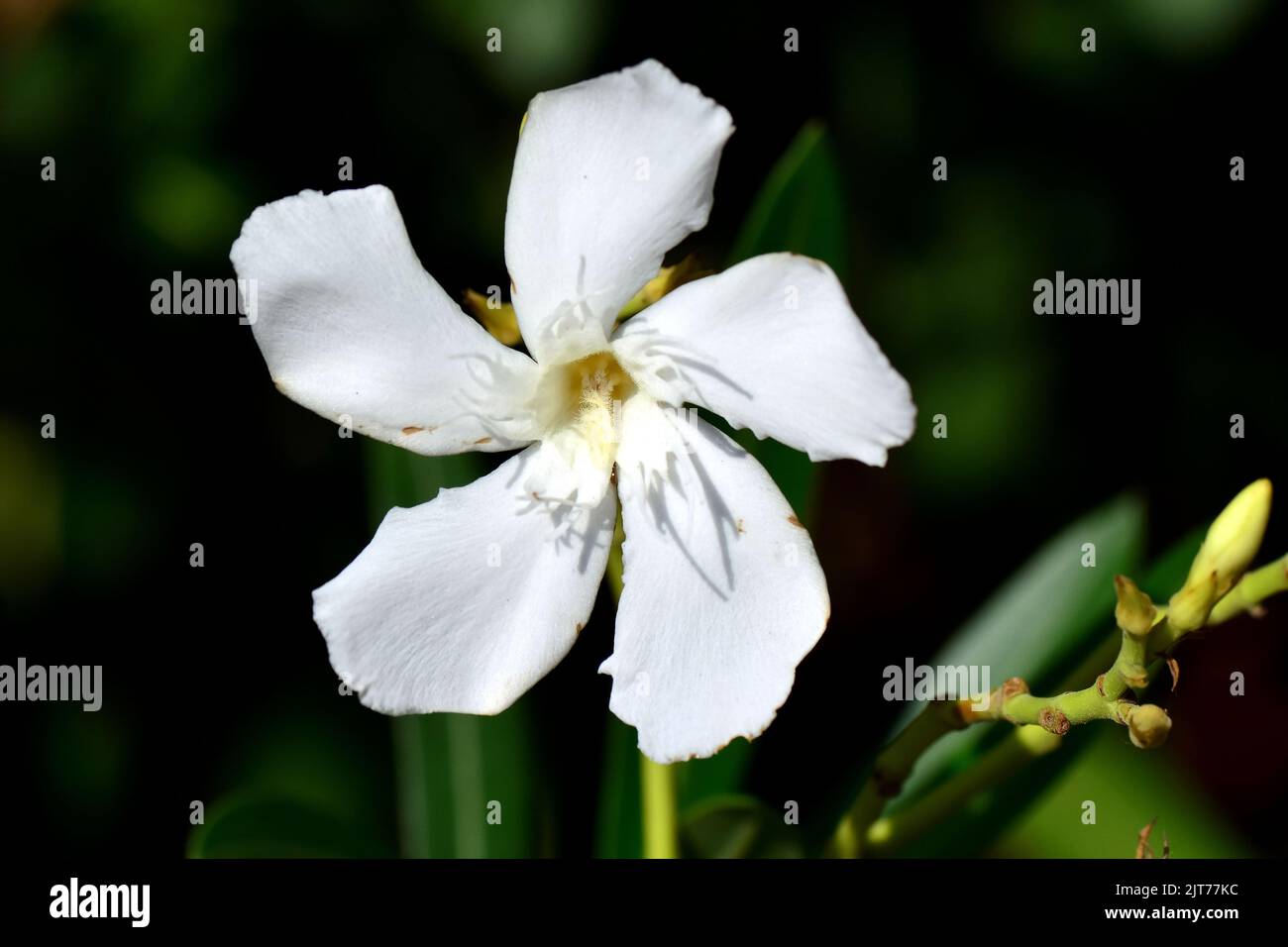 Oleander, Laurier-rose, Nerium oleander, leander, Budapest, Hungary ...