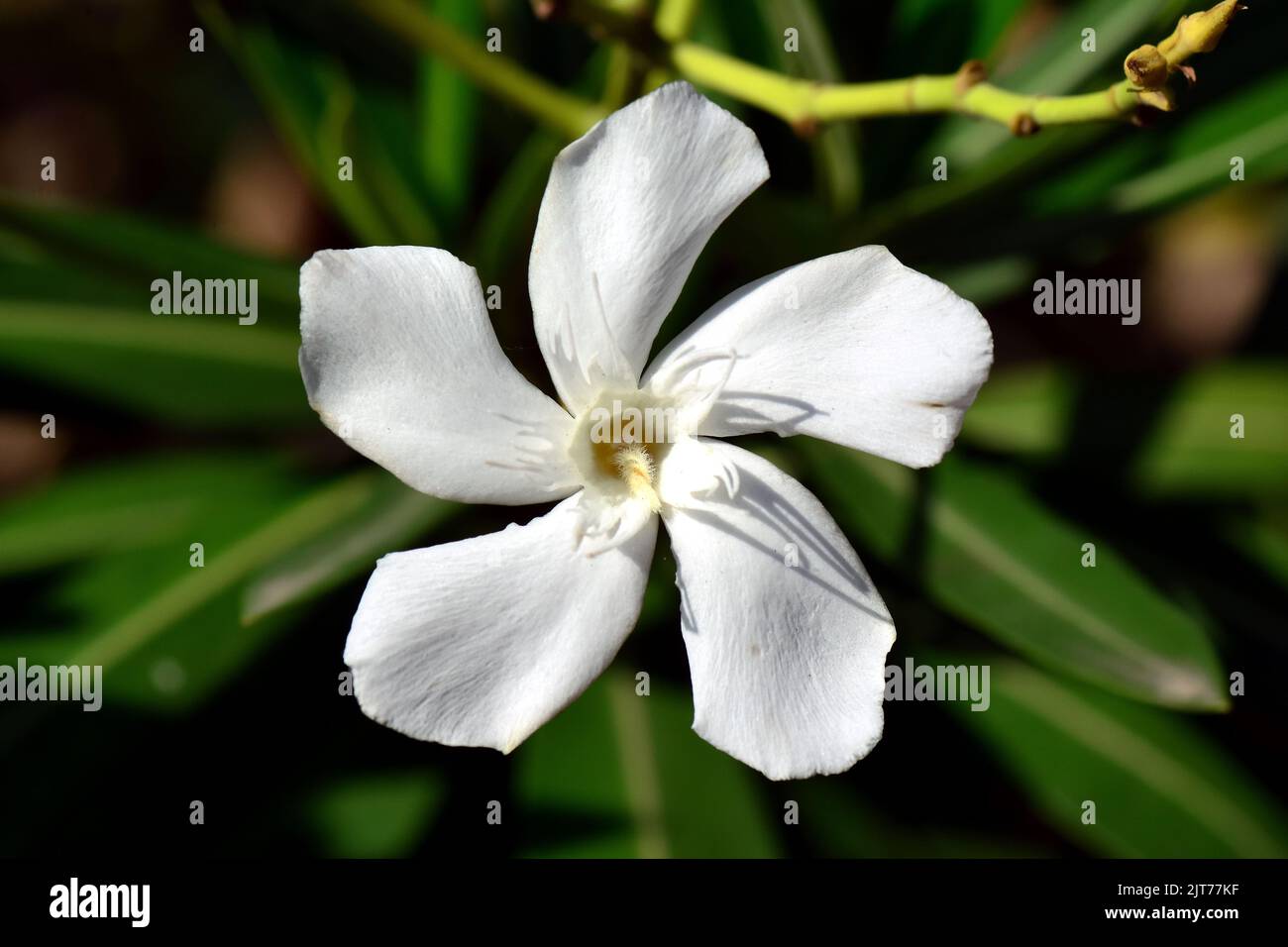 Oleander, Laurier-rose, Nerium oleander, leander, Budapest, Hungary ...