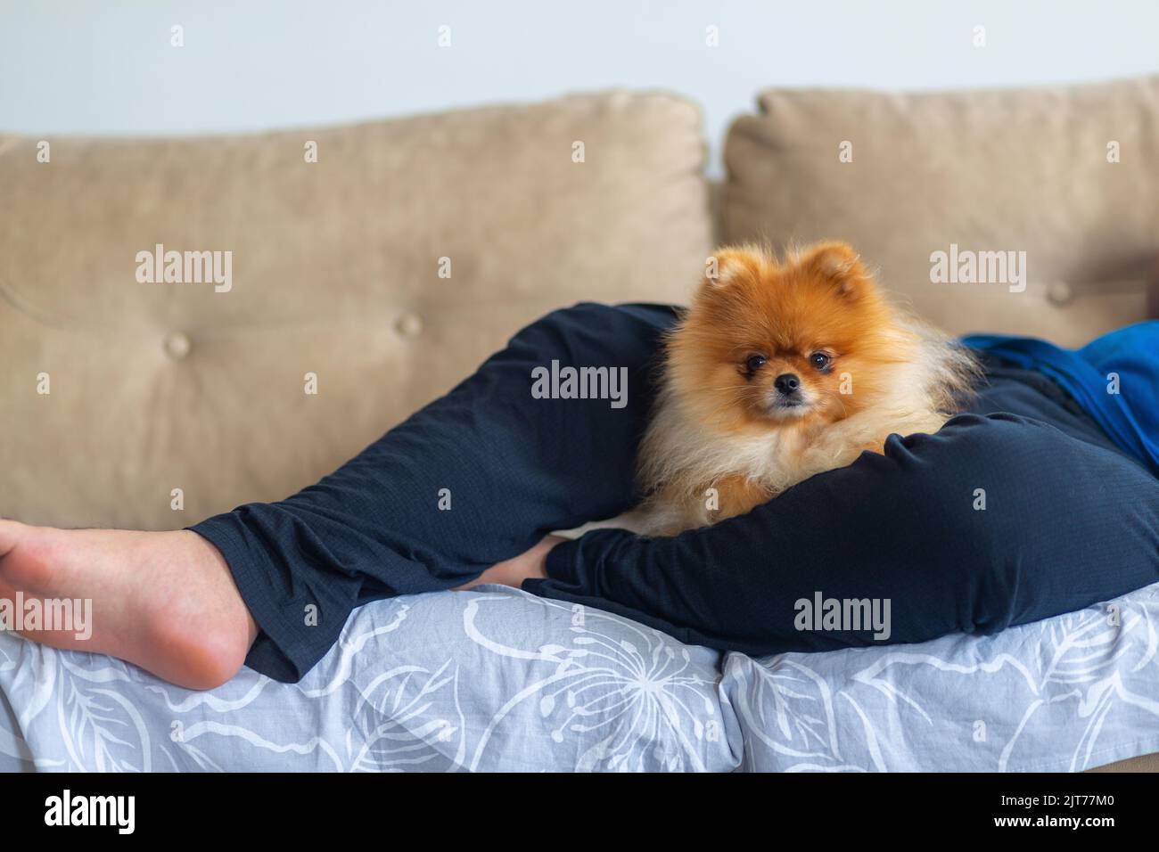 Pomeranian dog lying on the legs of its owner Stock Photo - Alamy