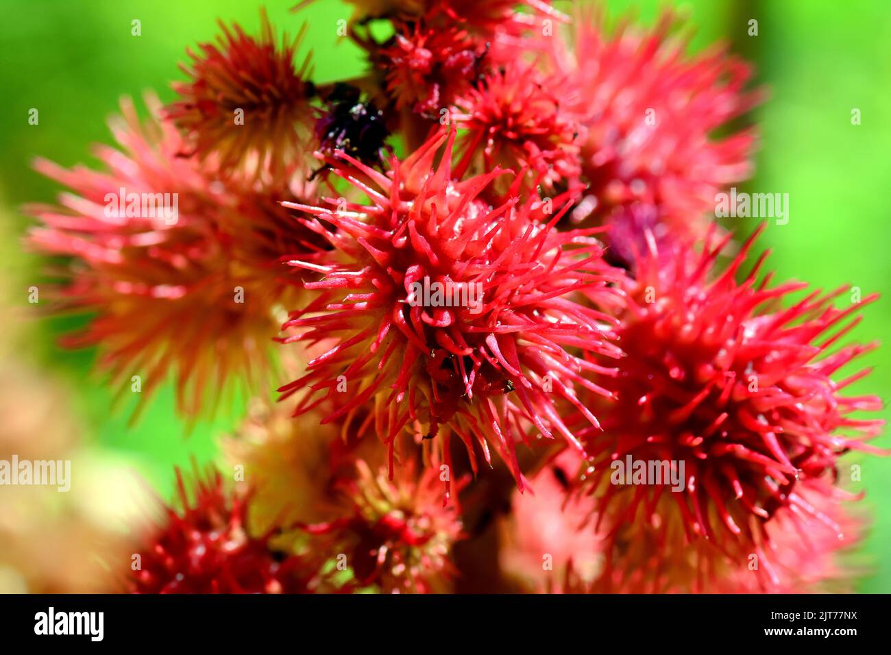 castor bean, castor oil plant, Wunderbaum, Rizinus, ricin commun ...