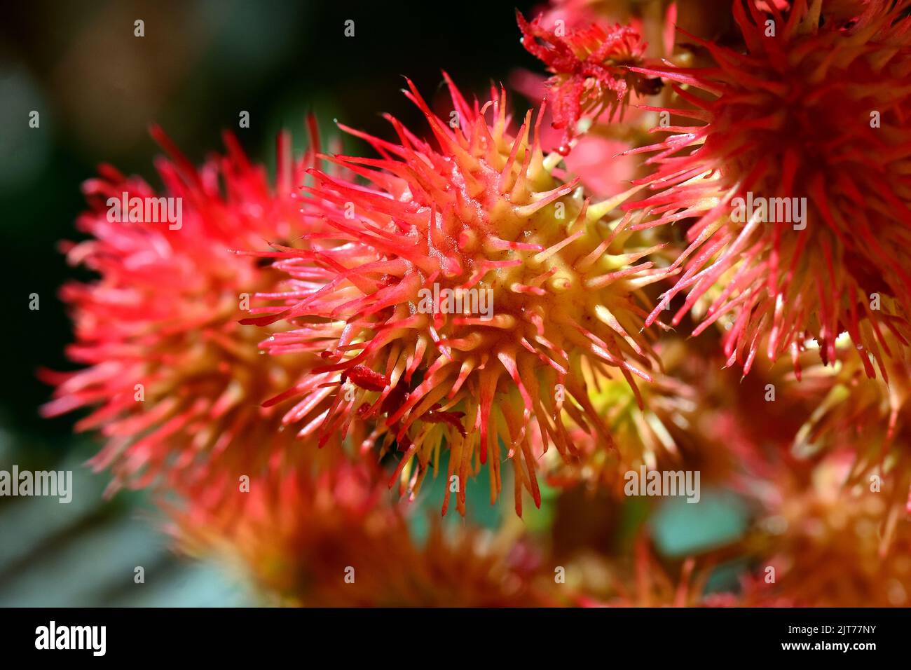 castor bean, castor oil plant, Wunderbaum, Rizinus, ricin commun ...