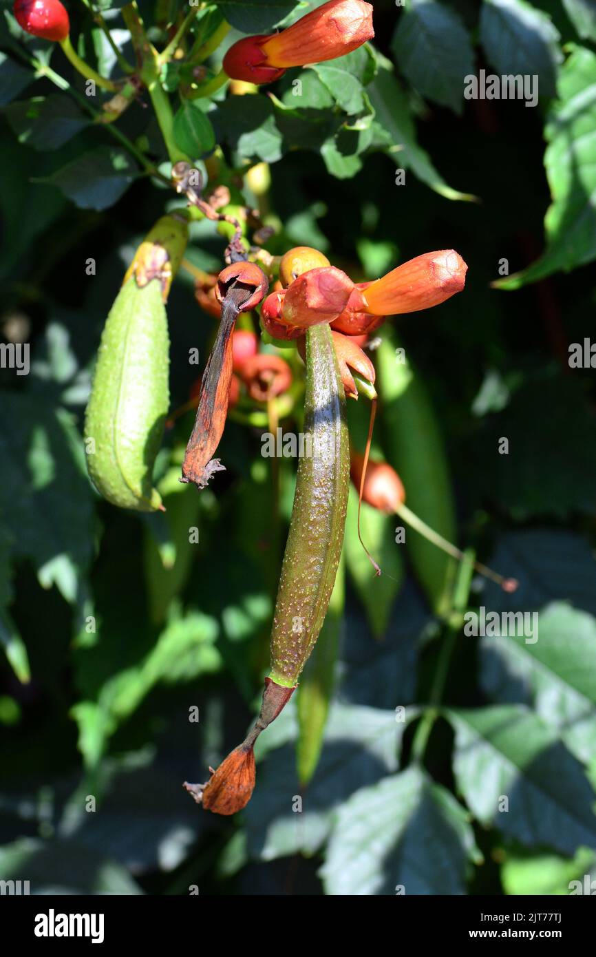 trumpet vine, trumpet creeper, hummingbird vine, Amerikanische ...