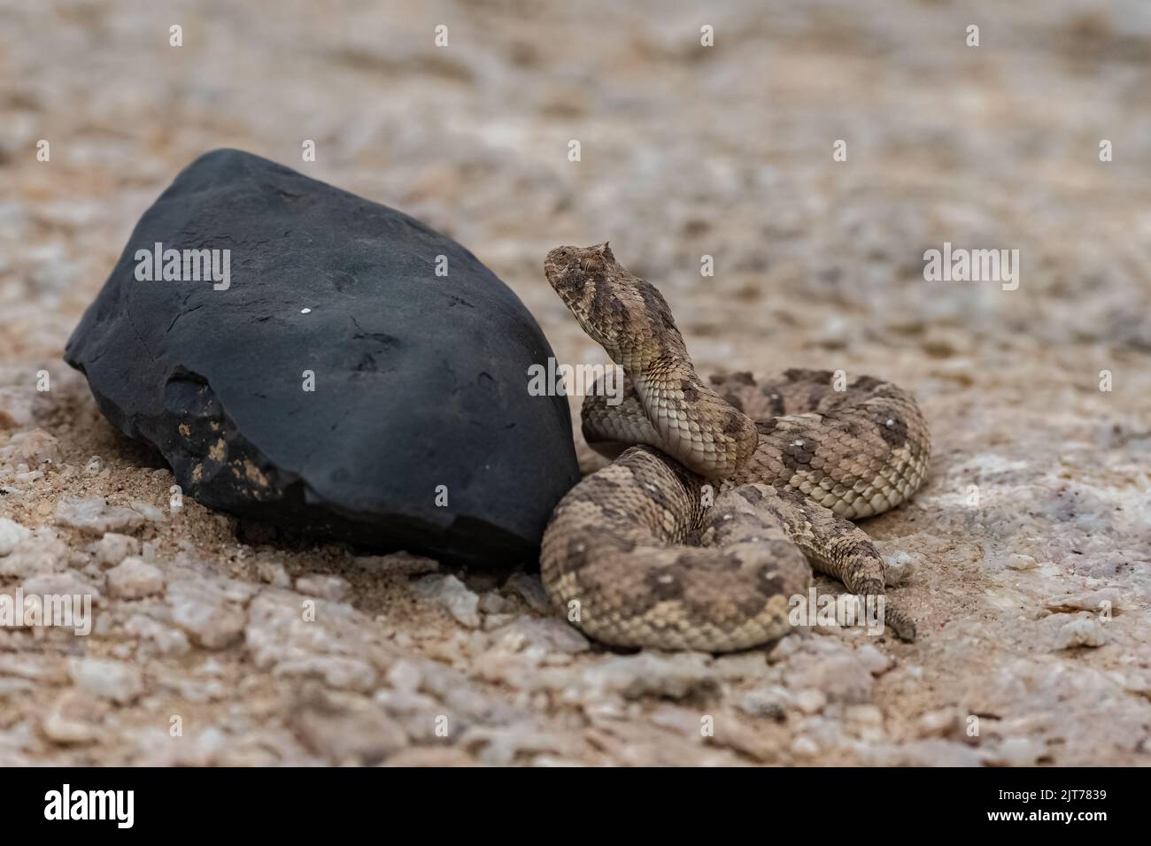 Saharan horned viper, Cerastes cerastes, snake in the sand in the Namib ...