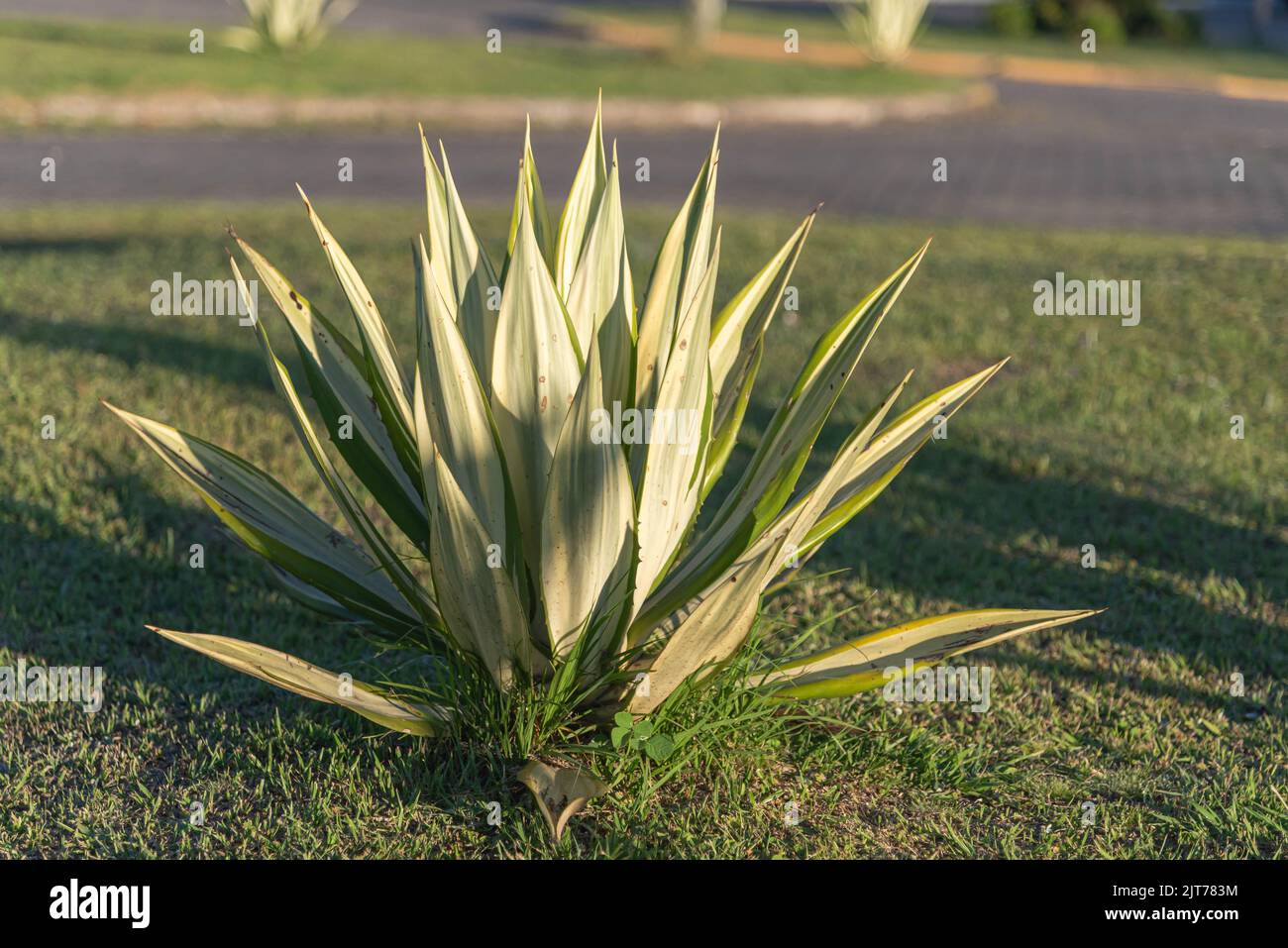 Agave angustifolia plant. The Caribbean Piteira – Agave angustifolia is ...
