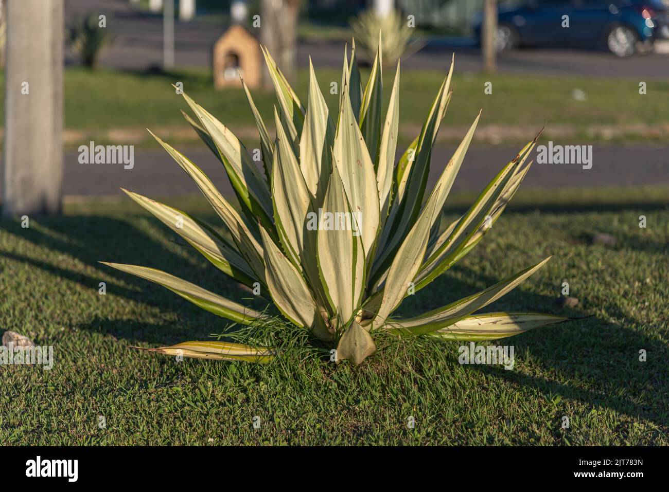 Agave angustifolia plant. The Caribbean Piteira – Agave angustifolia is ...