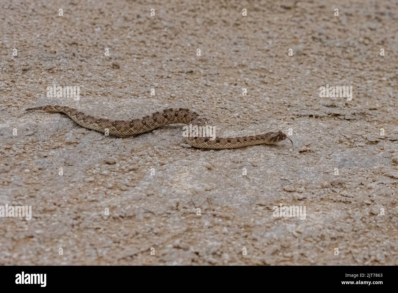 Saharan horned viper, Cerastes cerastes, snake in the sand in the Namib ...