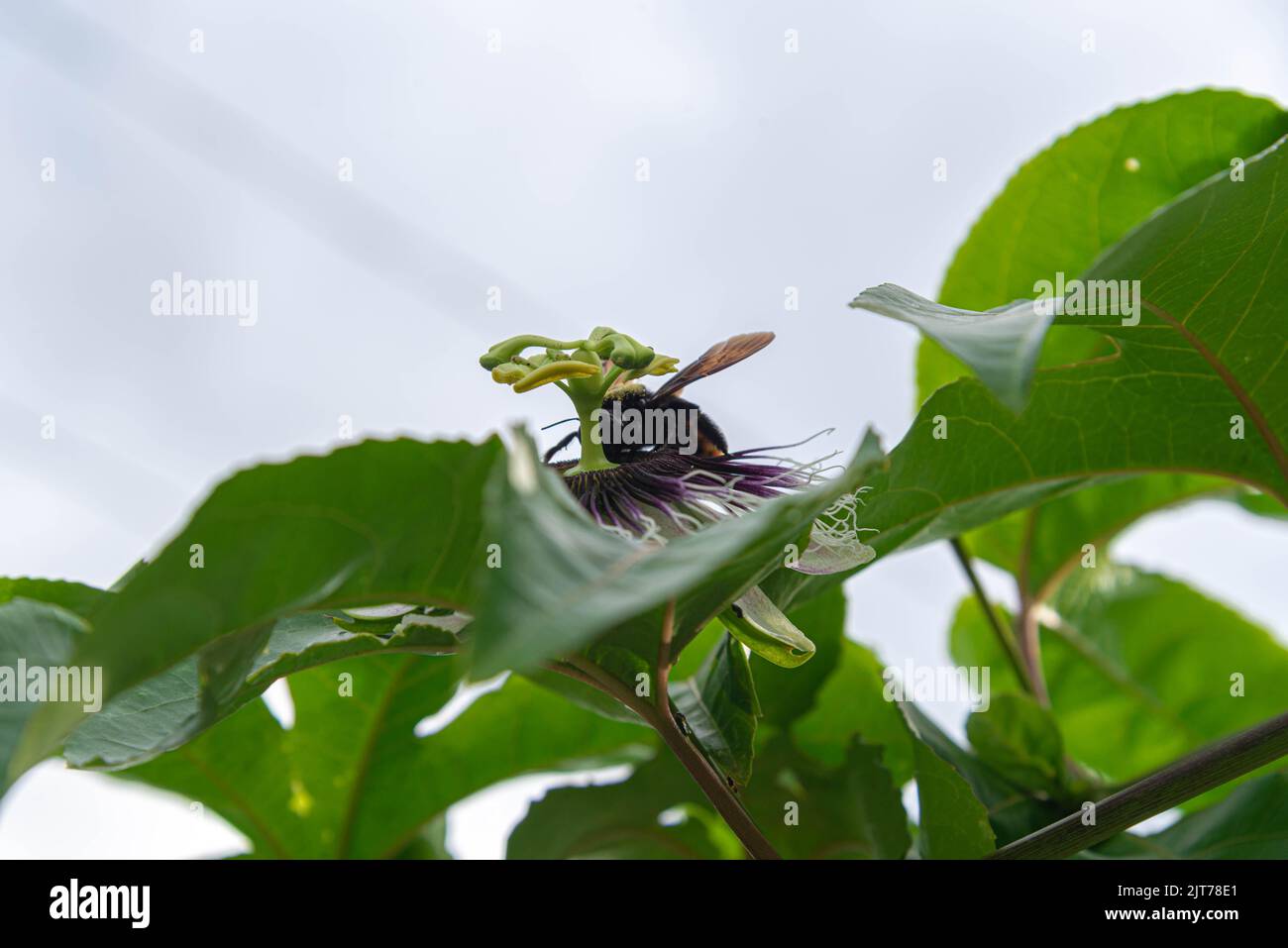 Bombus terrestris bee pollinating Passiflora edulis Sims flower. Large ...