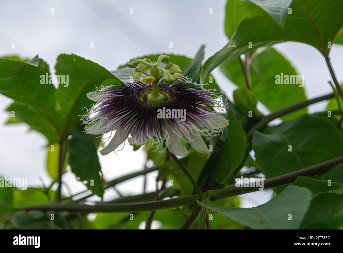 Passiflora edulis sims hi-res stock photography and images - Alamy