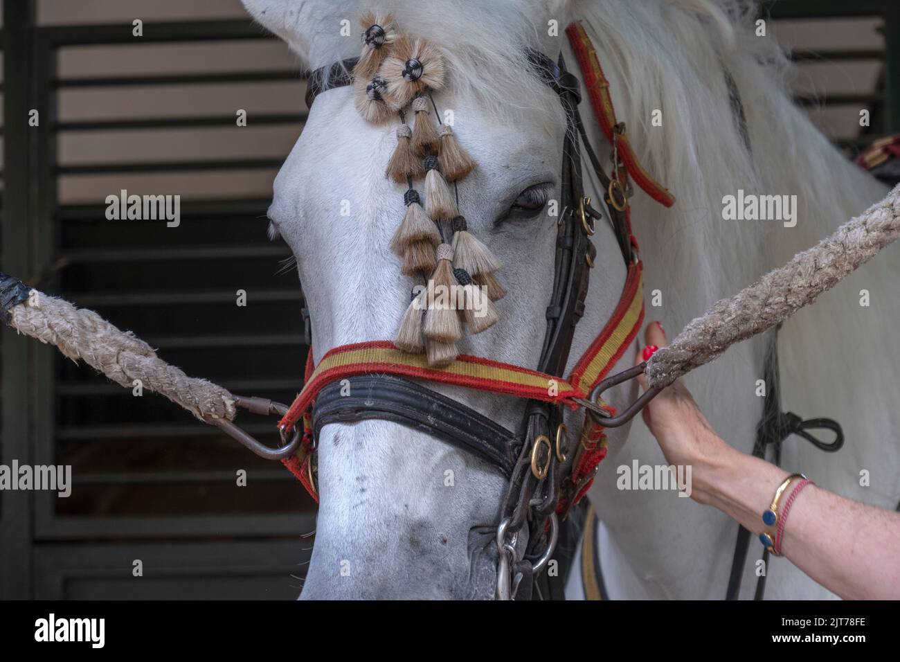 A closeup of a white Percheron horse in a bridle with a mosquero Stock ...