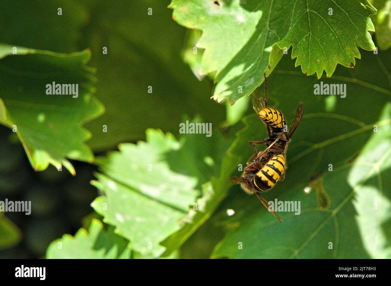 Fighting hornet hi-res stock photography and images - Alamy