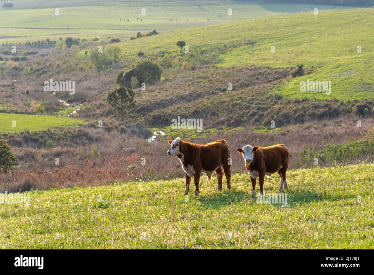 Calves in extensive breeding field in Rio Grande do Sul, Brazil. Beef ...