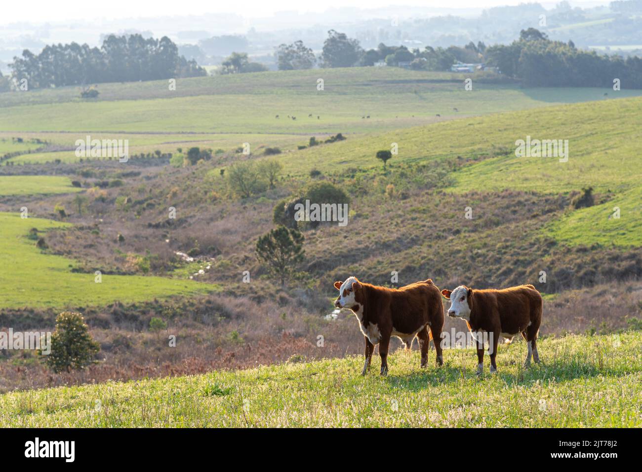 Calves in extensive breeding field in Rio Grande do Sul, Brazil. Beef ...