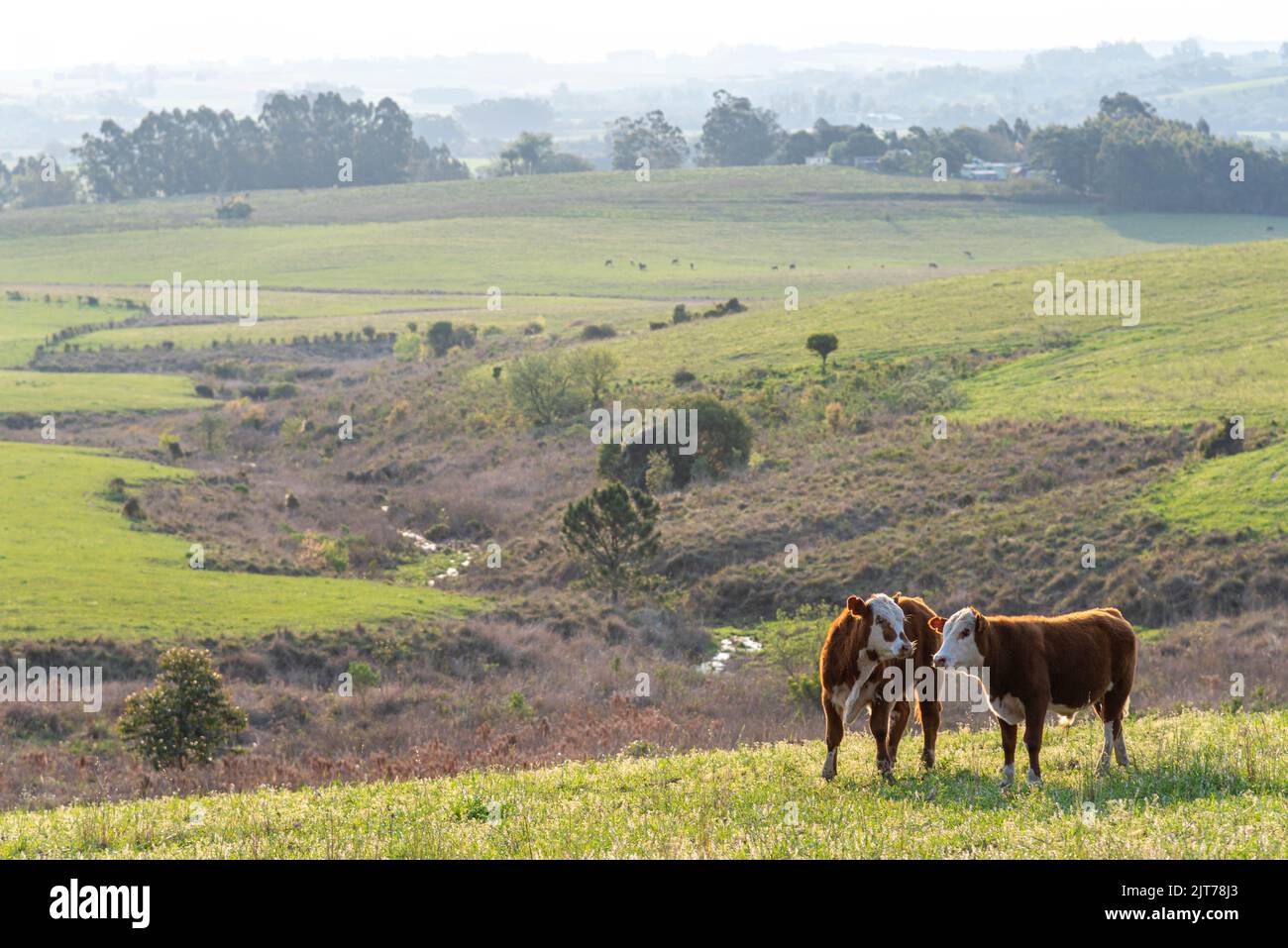 Calves in extensive breeding field in Rio Grande do Sul, Brazil. Beef ...