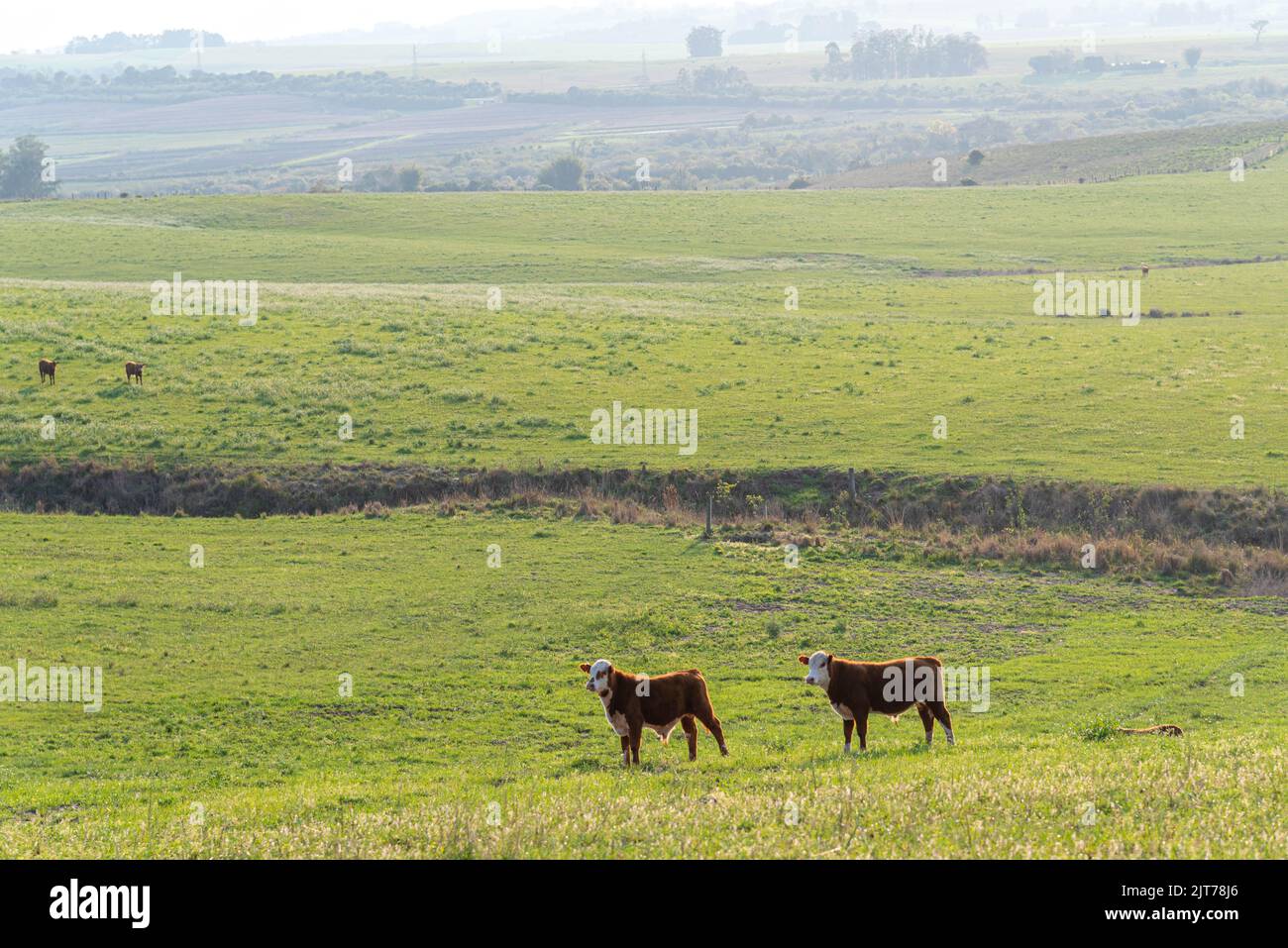 Calves in extensive breeding field in Rio Grande do Sul, Brazil. Beef ...