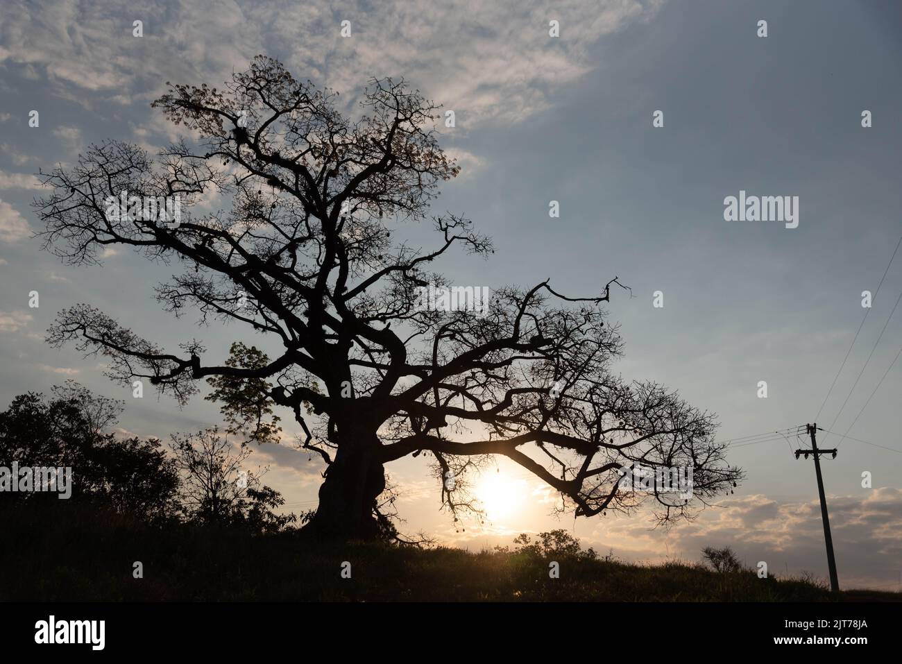 Ceiba tree speciosa in contrast to the sunset. Dramatic sky and sunset ...