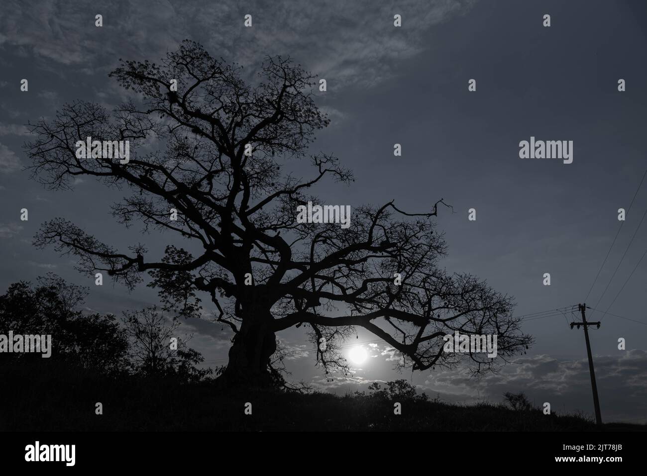 Ceiba tree speciosa in contrast to the sunset. Dramatic sky and sunset ...