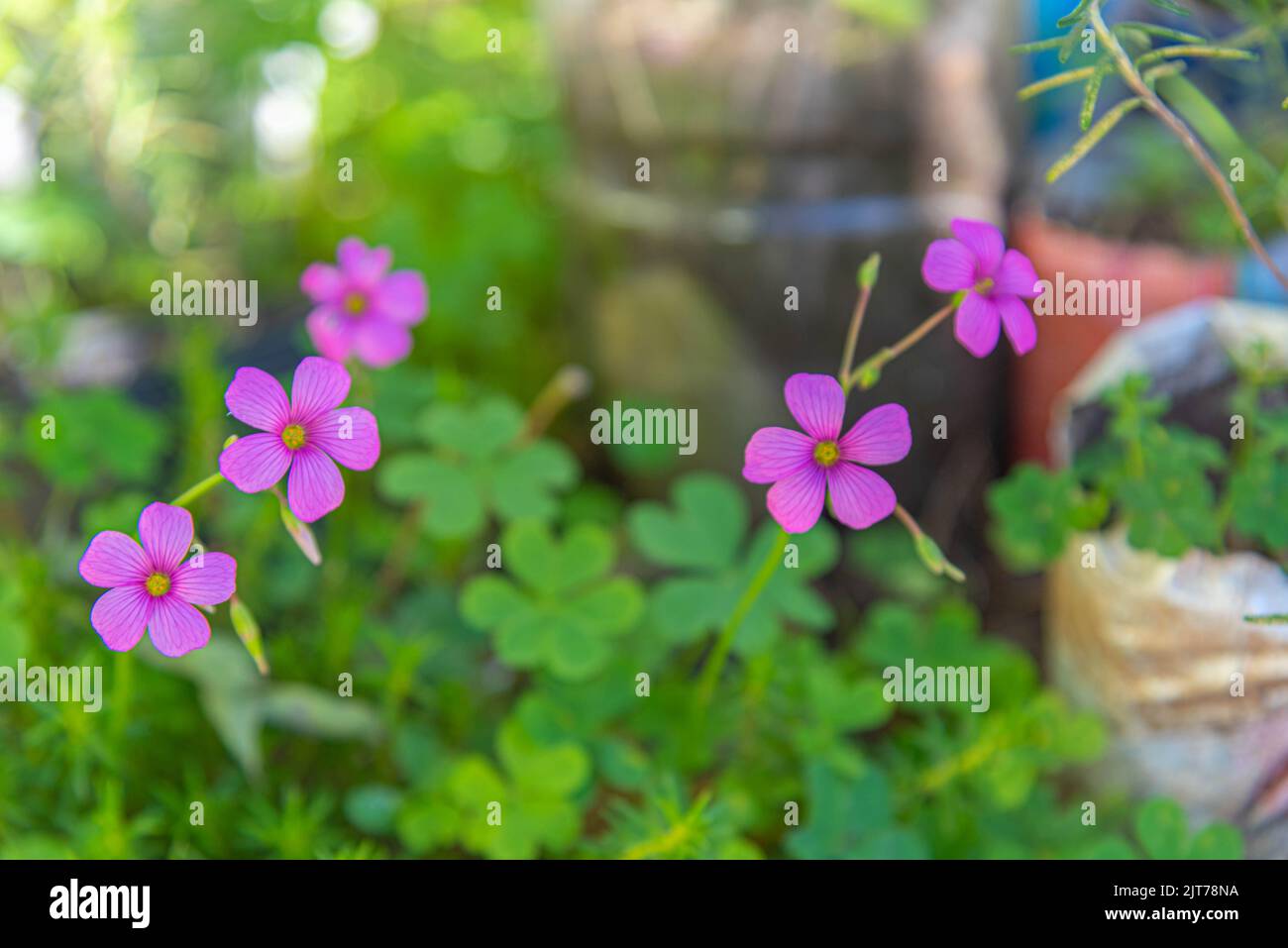 Celtic Trifolium pratense flowers. According to Celtic legends, the ...