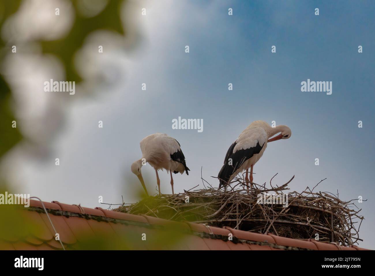 stork couple on a nest Stock Photo - Alamy