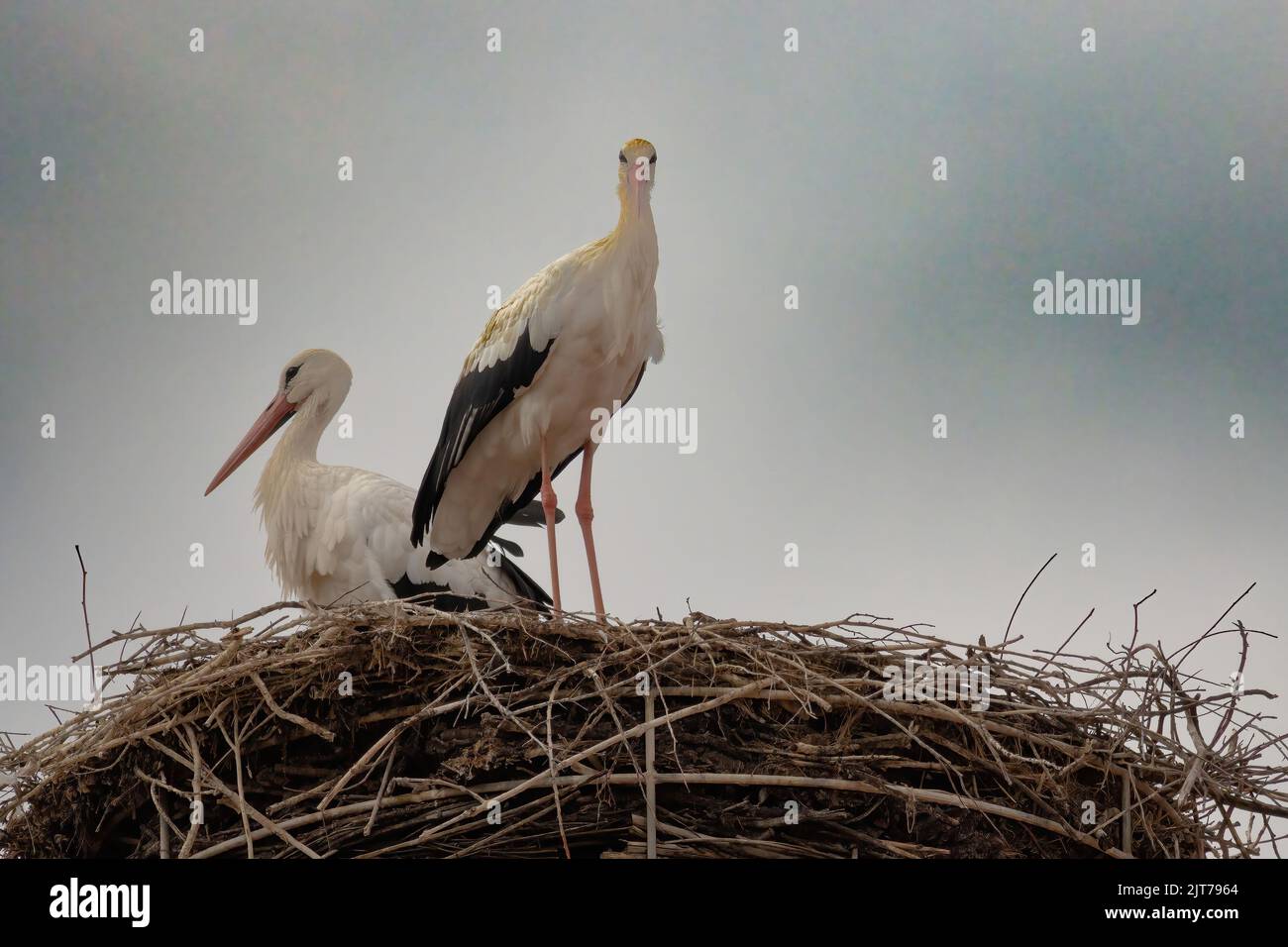stork couple on a nest Stock Photo - Alamy