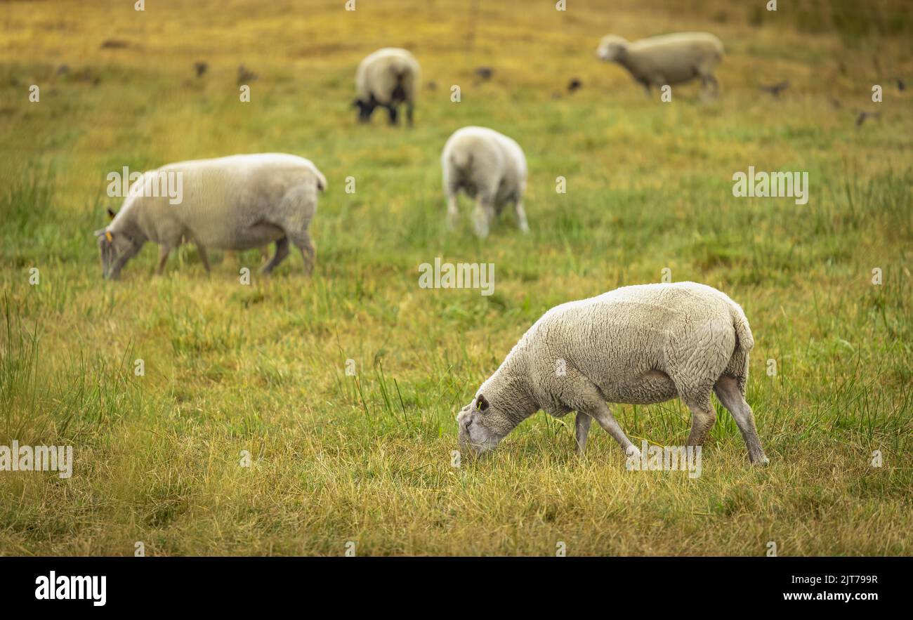 Sheep at the local farm. A group of sheep on a pasture stand next to ...