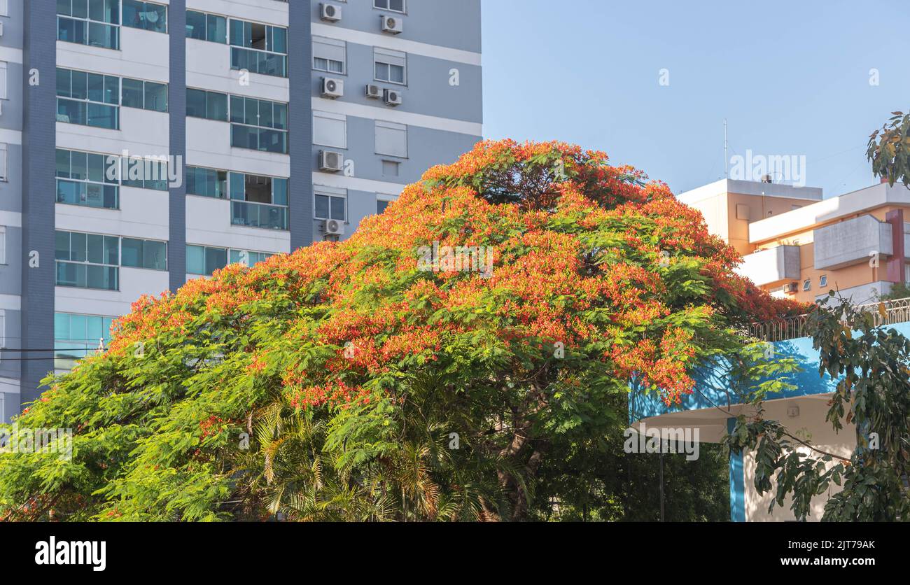 Delonix regia tree blossomed in urban landscape. Landscape tree. The ...