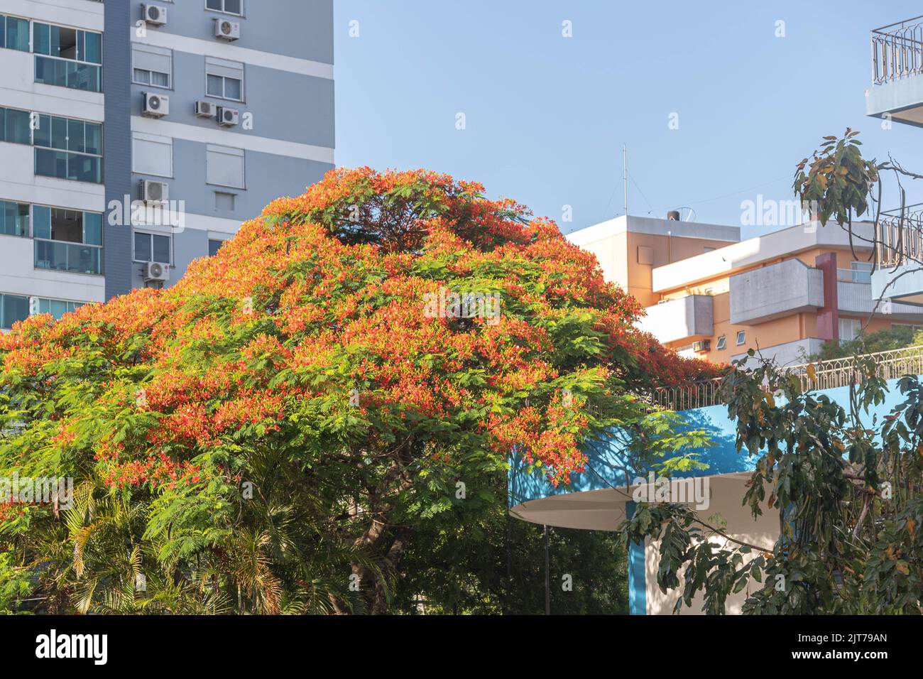 Delonix regia tree blossomed in urban landscape. Landscape tree. The ...