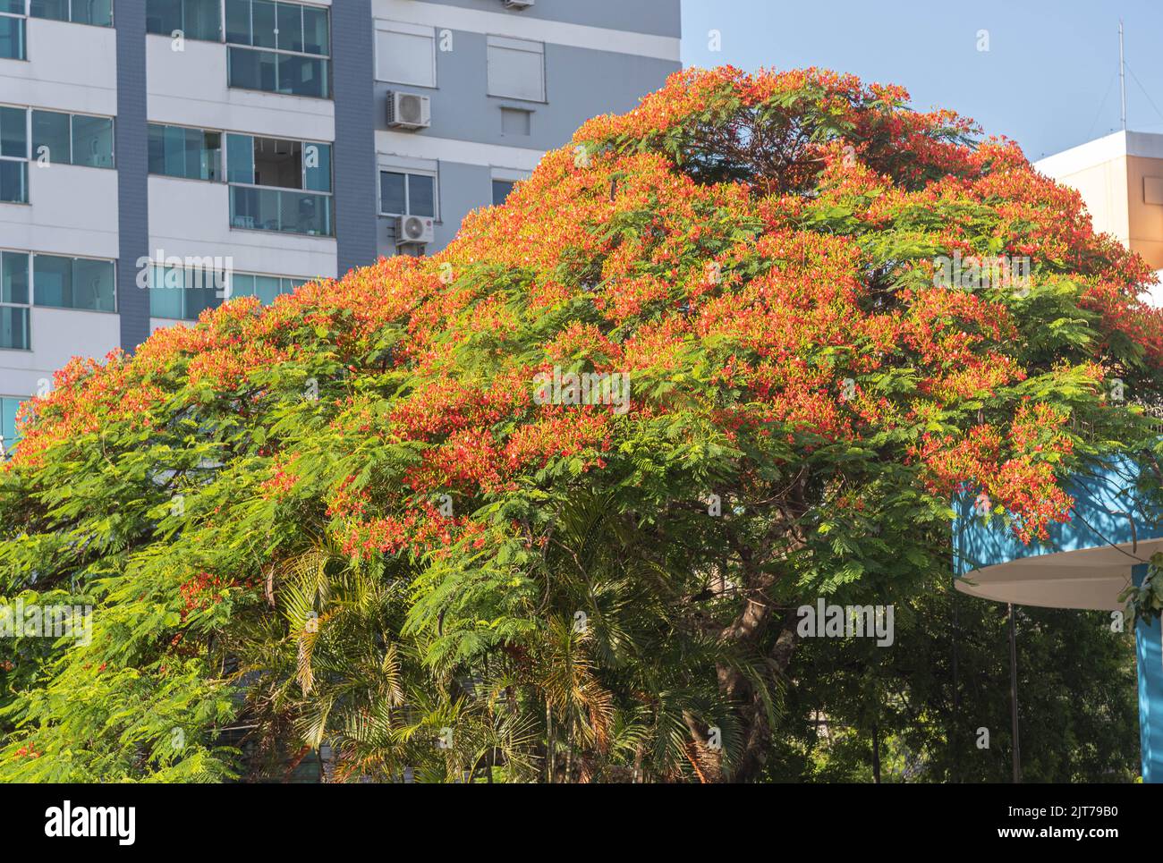 Delonix regia tree blossomed in urban landscape. Landscape tree. The ...