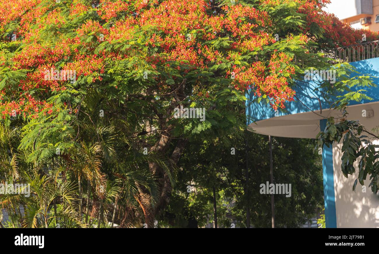 Delonix regia tree blossomed in urban landscape. Landscape tree. The ...