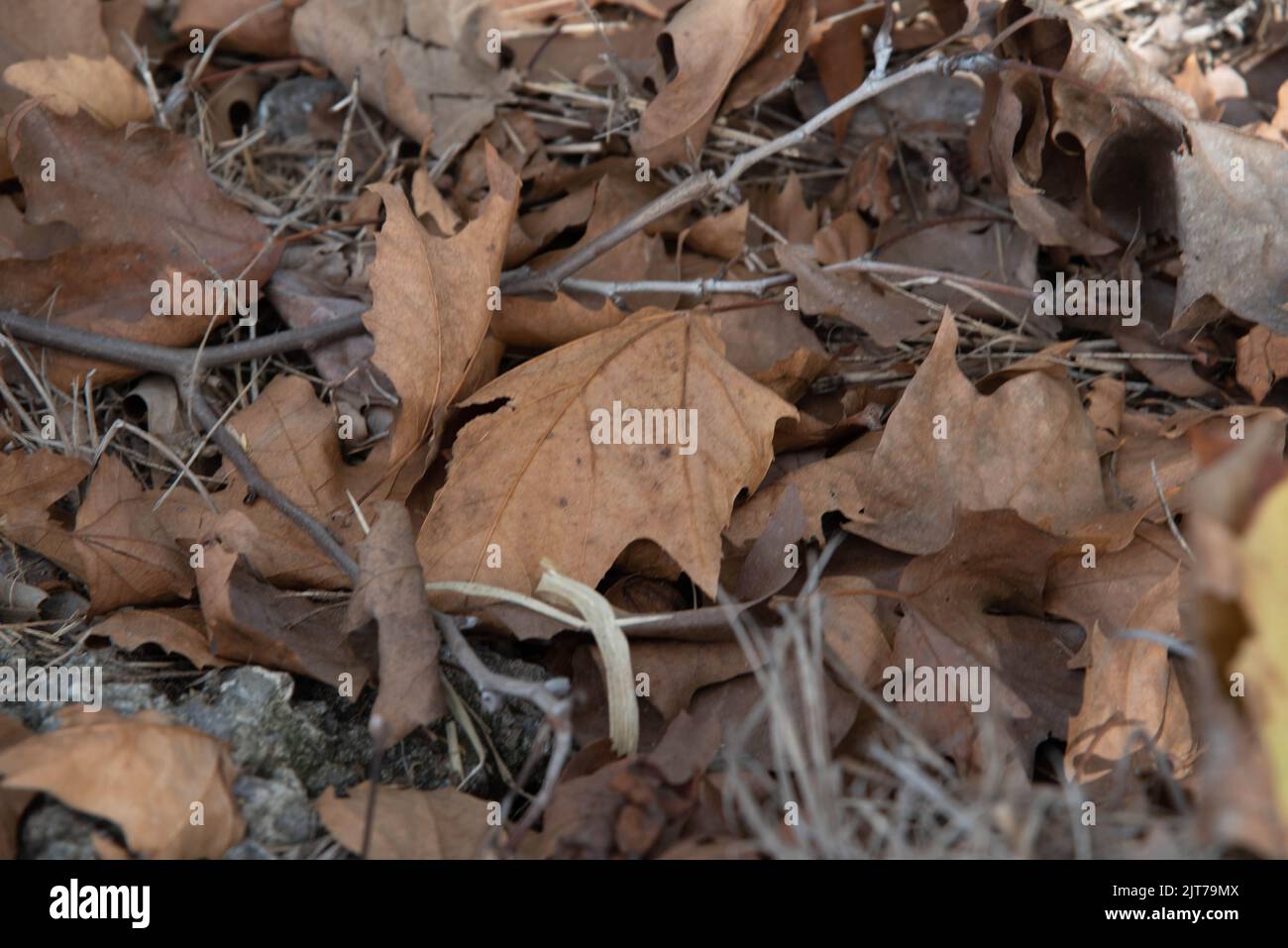 Dried leaves of Platanus x hispanica. Plane trees are trees of the ...