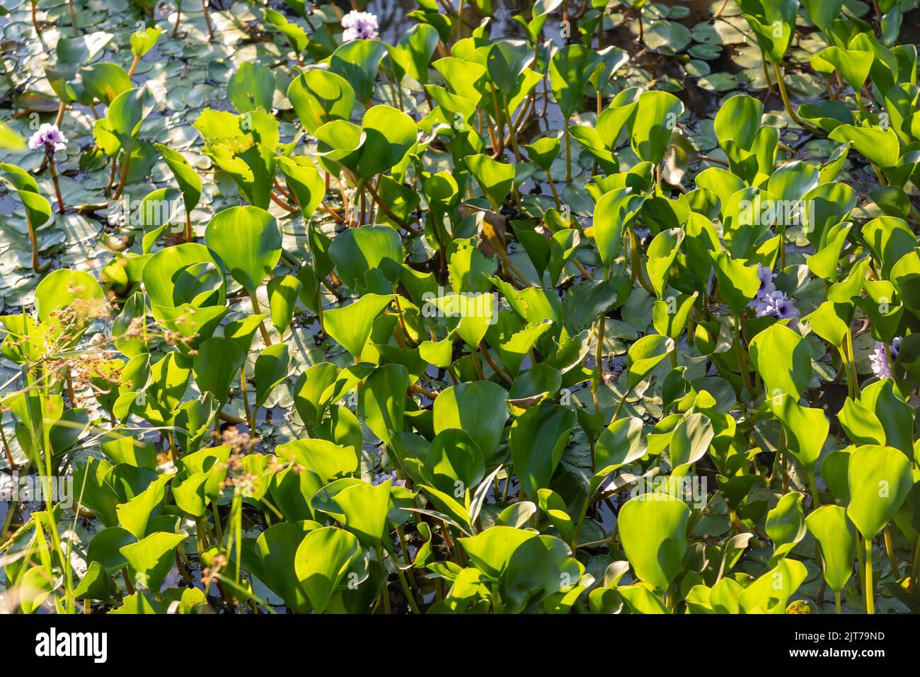 Eichhornia crassipes plants. Water plant. Herbaceous, belongs to the ...