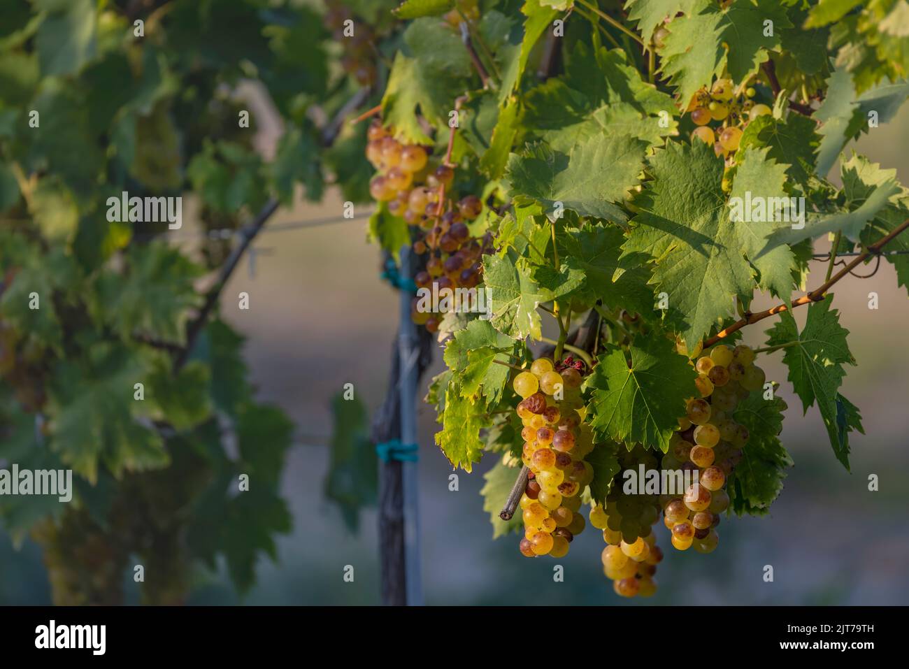 Grapes yellow muscat near Hercegkut, Tokaj region, Hungary Stock Photo ...