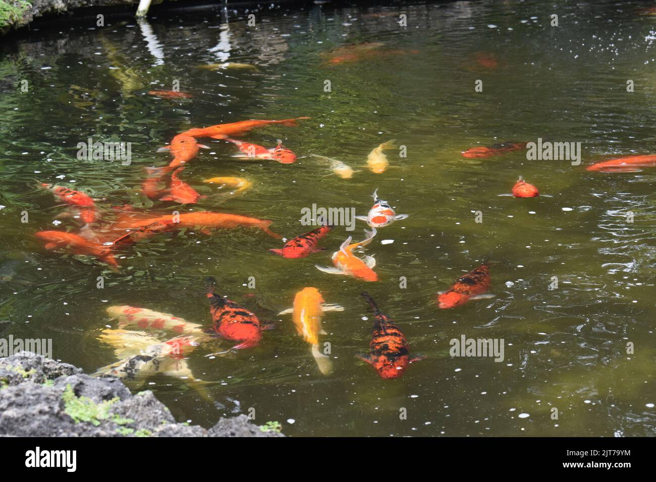 Koi Fishes in a Pond in Trinidad and Tobago Stock Photo - Alamy