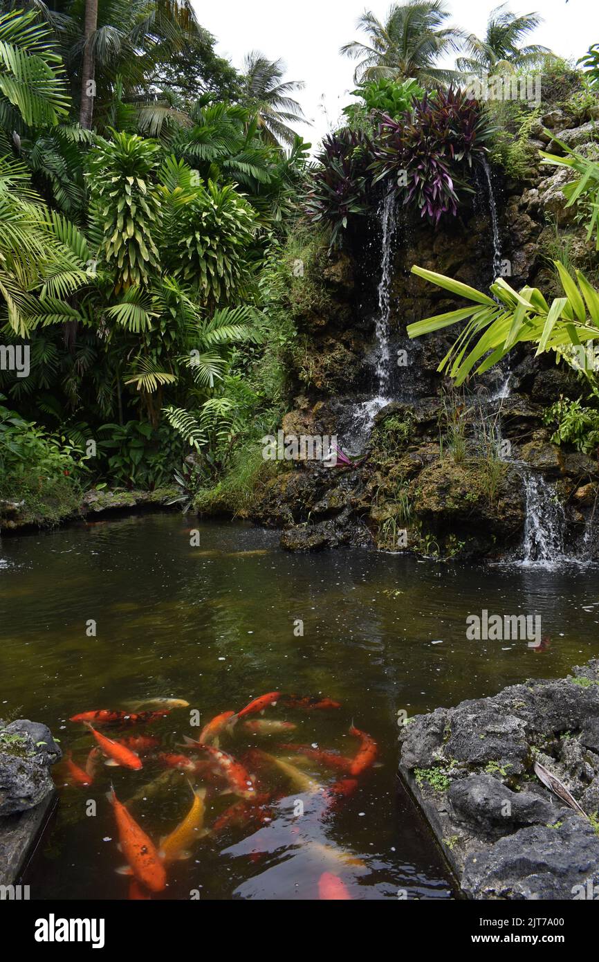 Koi Fishes in a Pond in Trinidad and Tobago Stock Photo - Alamy