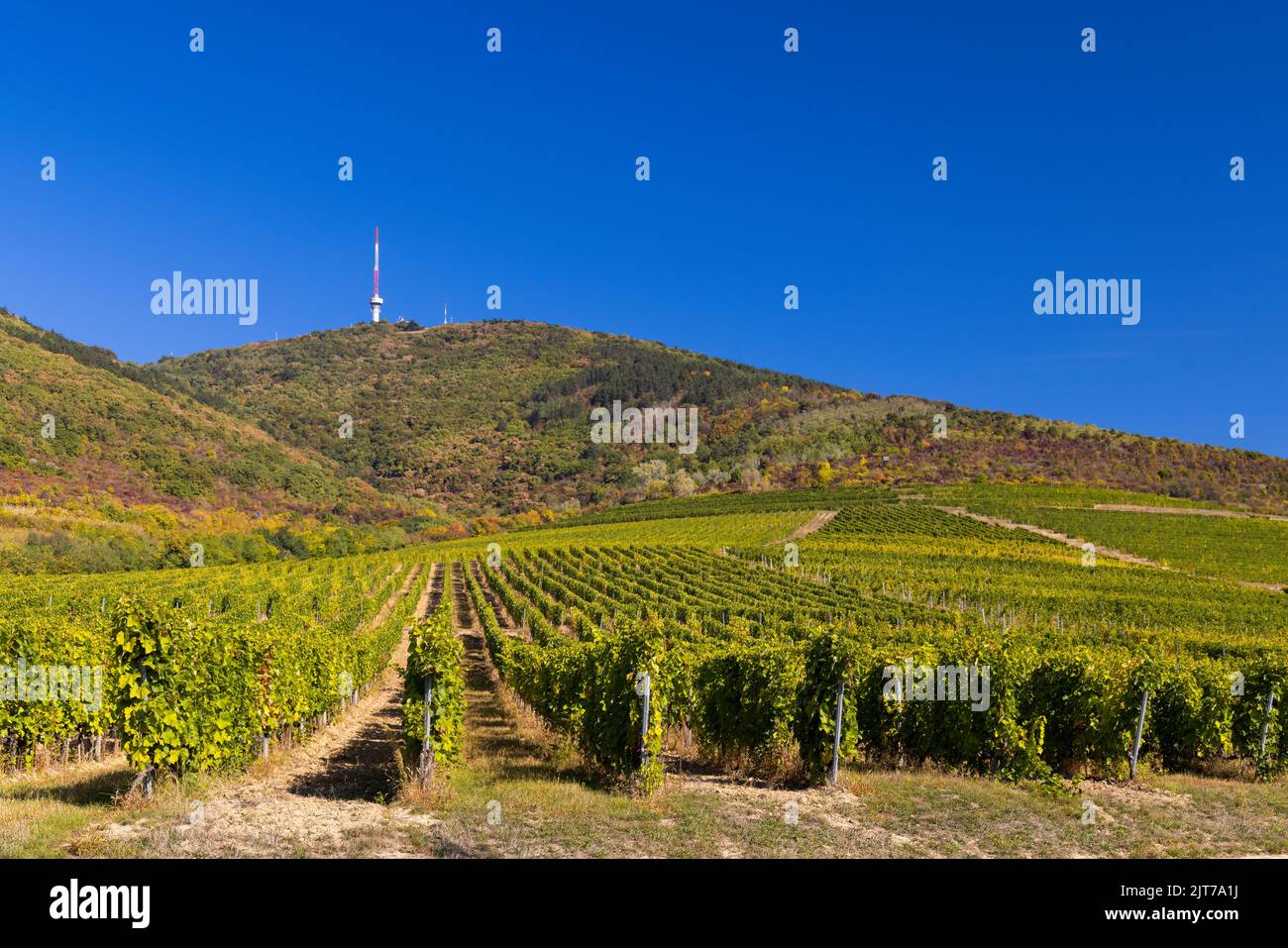 Tokaji hegy hi-res stock photography and images - Alamy