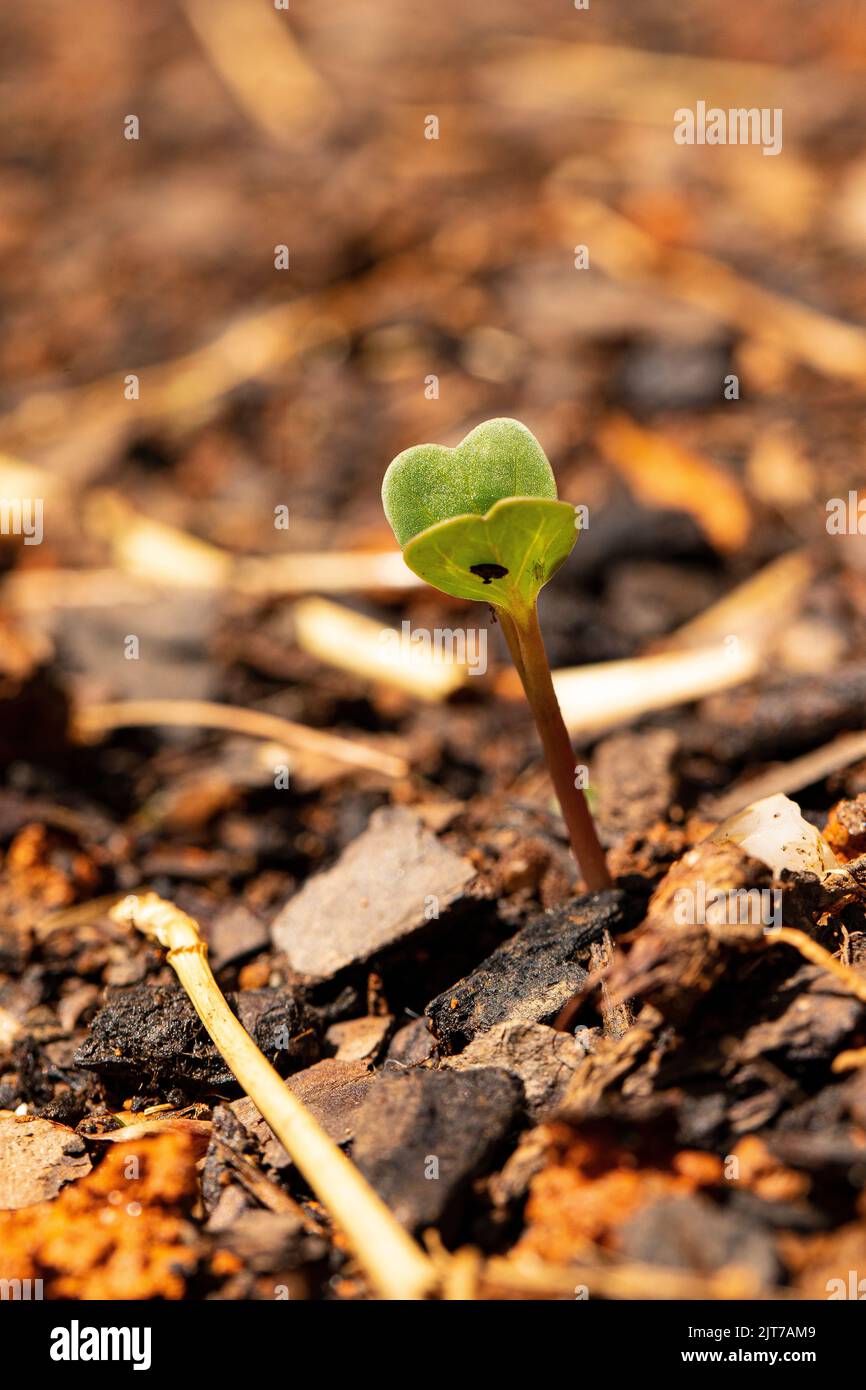 Garden plant just sprouted Stock Photo - Alamy