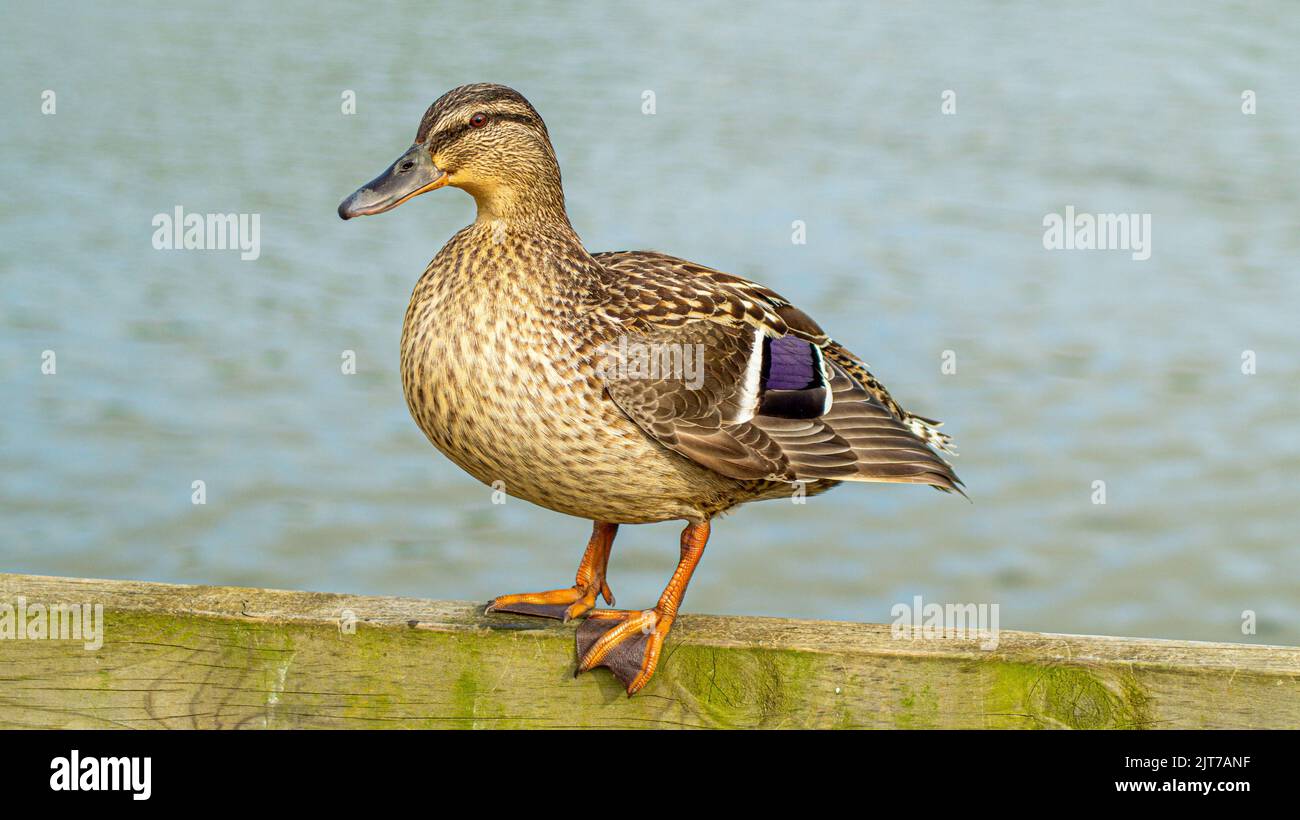 Portrait close up view of Mallard Duck. Ducks in Pond water level Stock ...