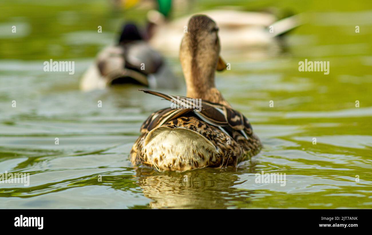 Portrait close up view of Mallard Duck. Ducks in Pond water level Stock ...