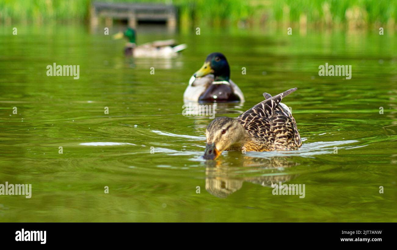 Portrait close up view of Mallard Duck. Ducks in Pond water level Stock ...