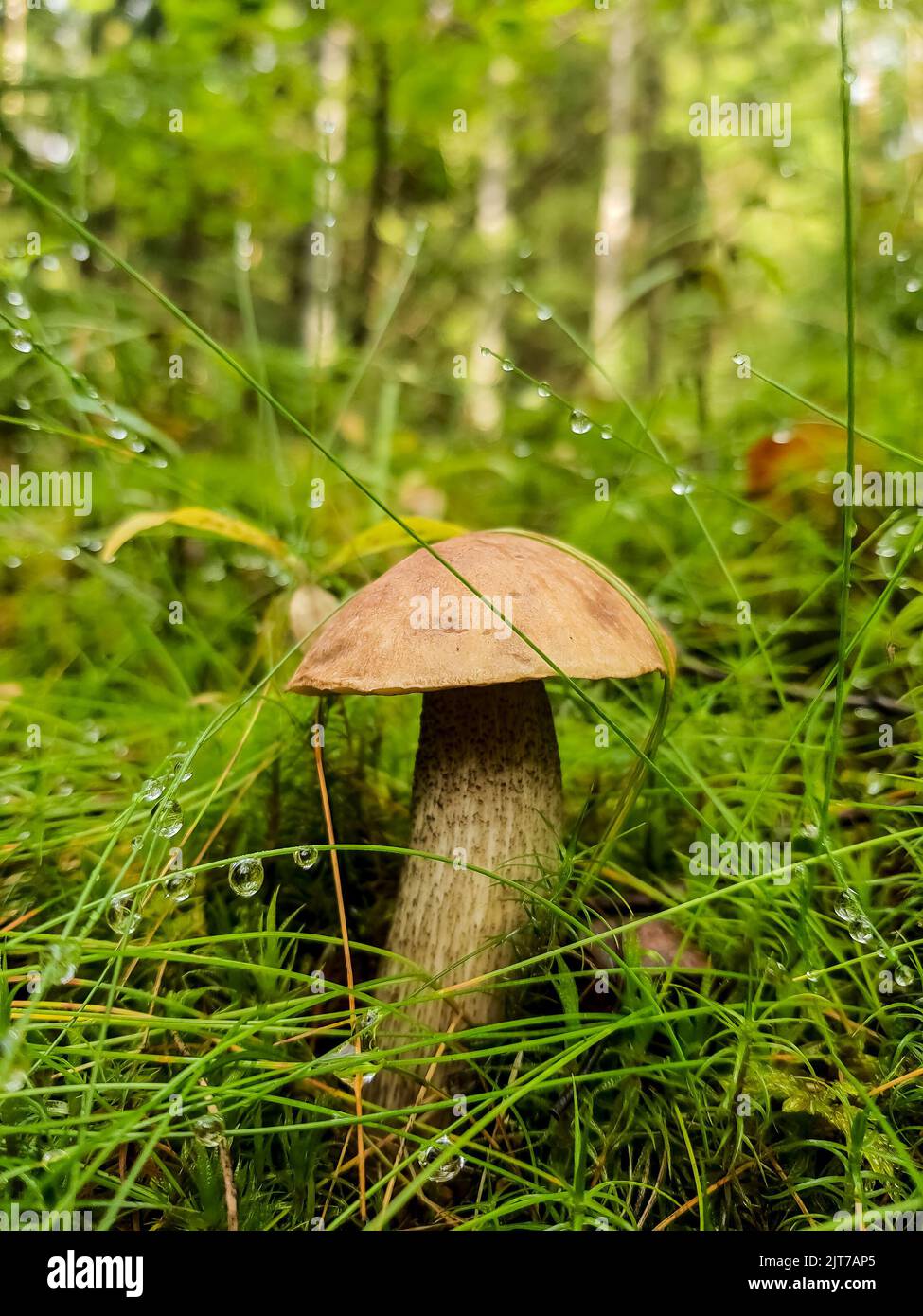 One growing boletus mushroom. Fungal Mycelium in moss in a forest. Big ...