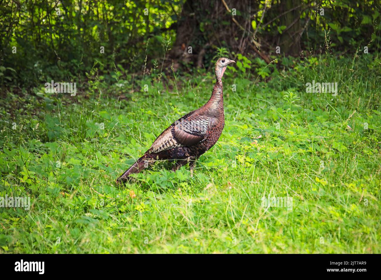 Wild turkey hen foraging through grass Stock Photo - Alamy