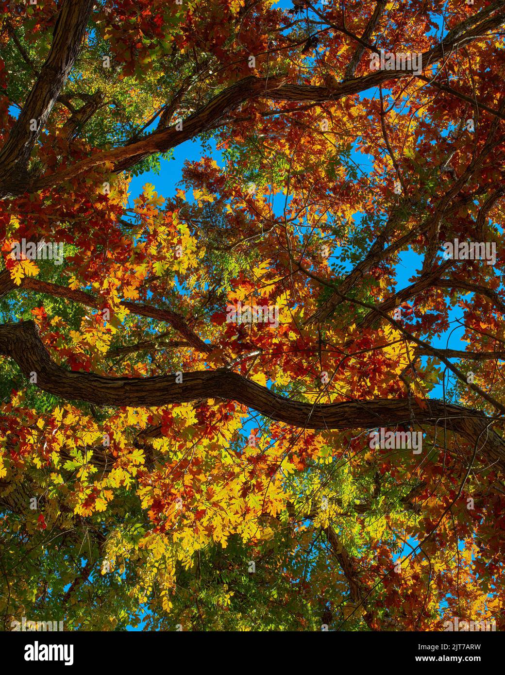 Colorful fall foliage hi-res stock photography and images - Alamy